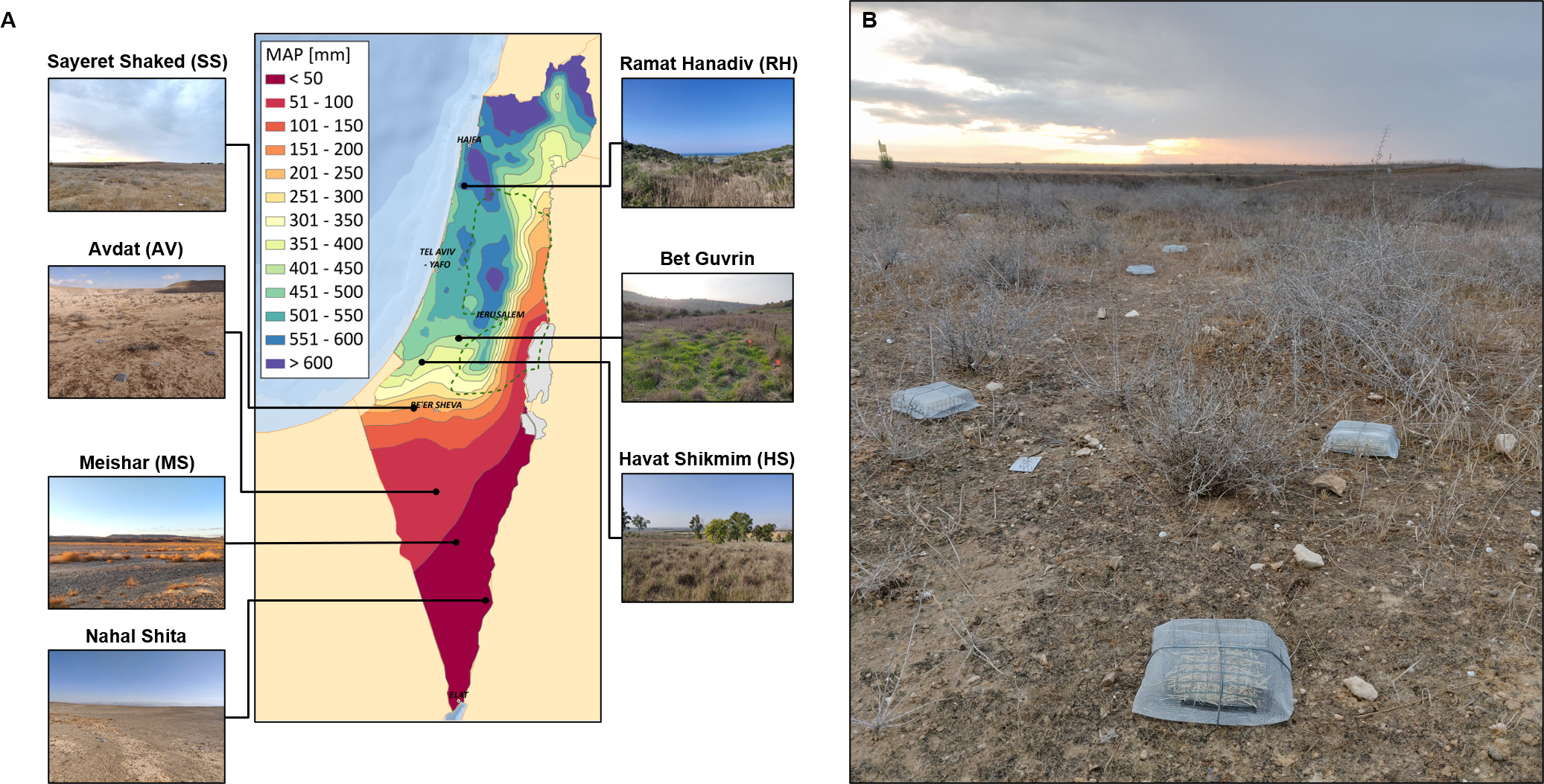 Contrasting responses to aridity by different-sized decomposers cause ...