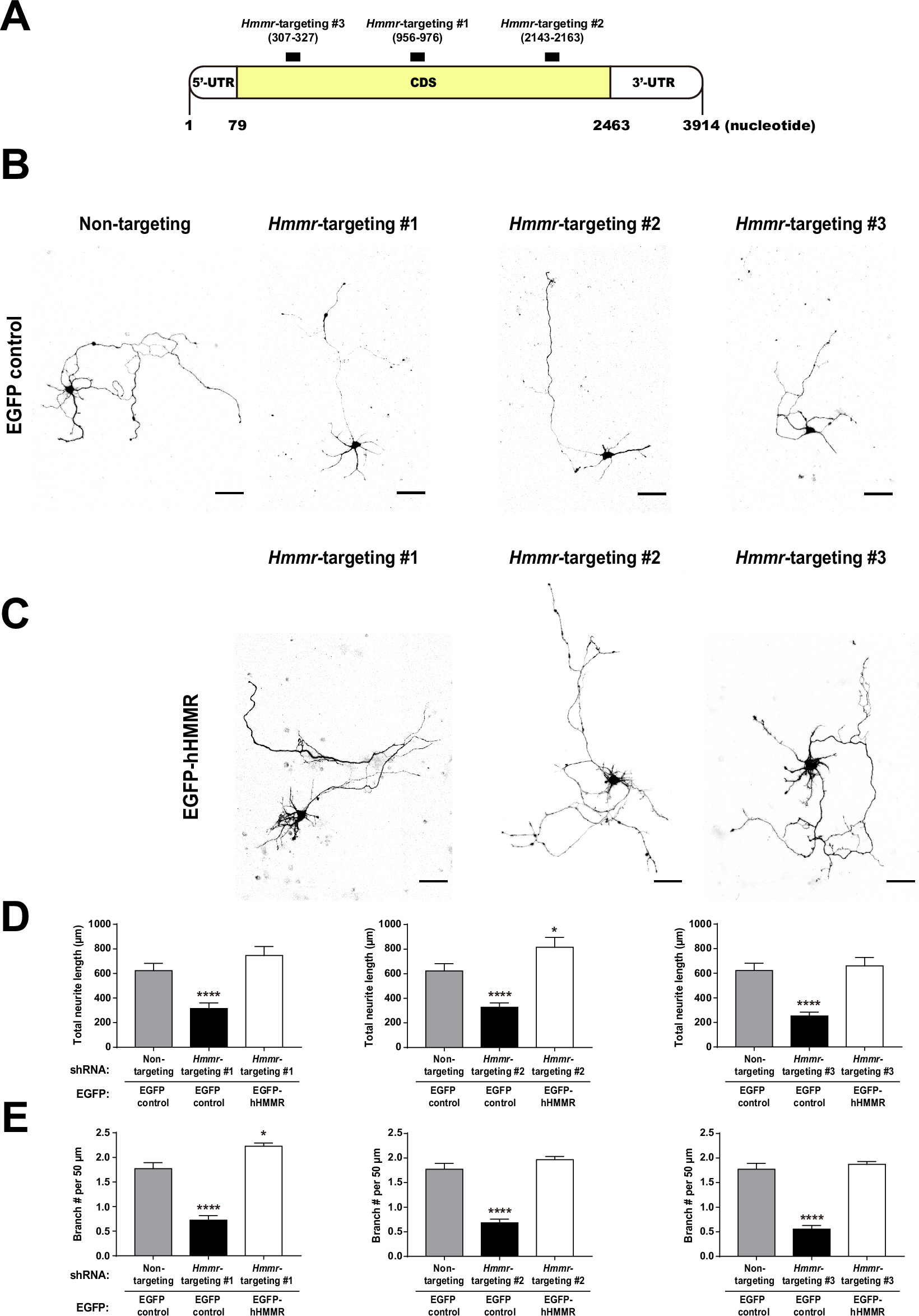 The non-mitotic role of HMMR in regulating the localization of TPX2 and ...