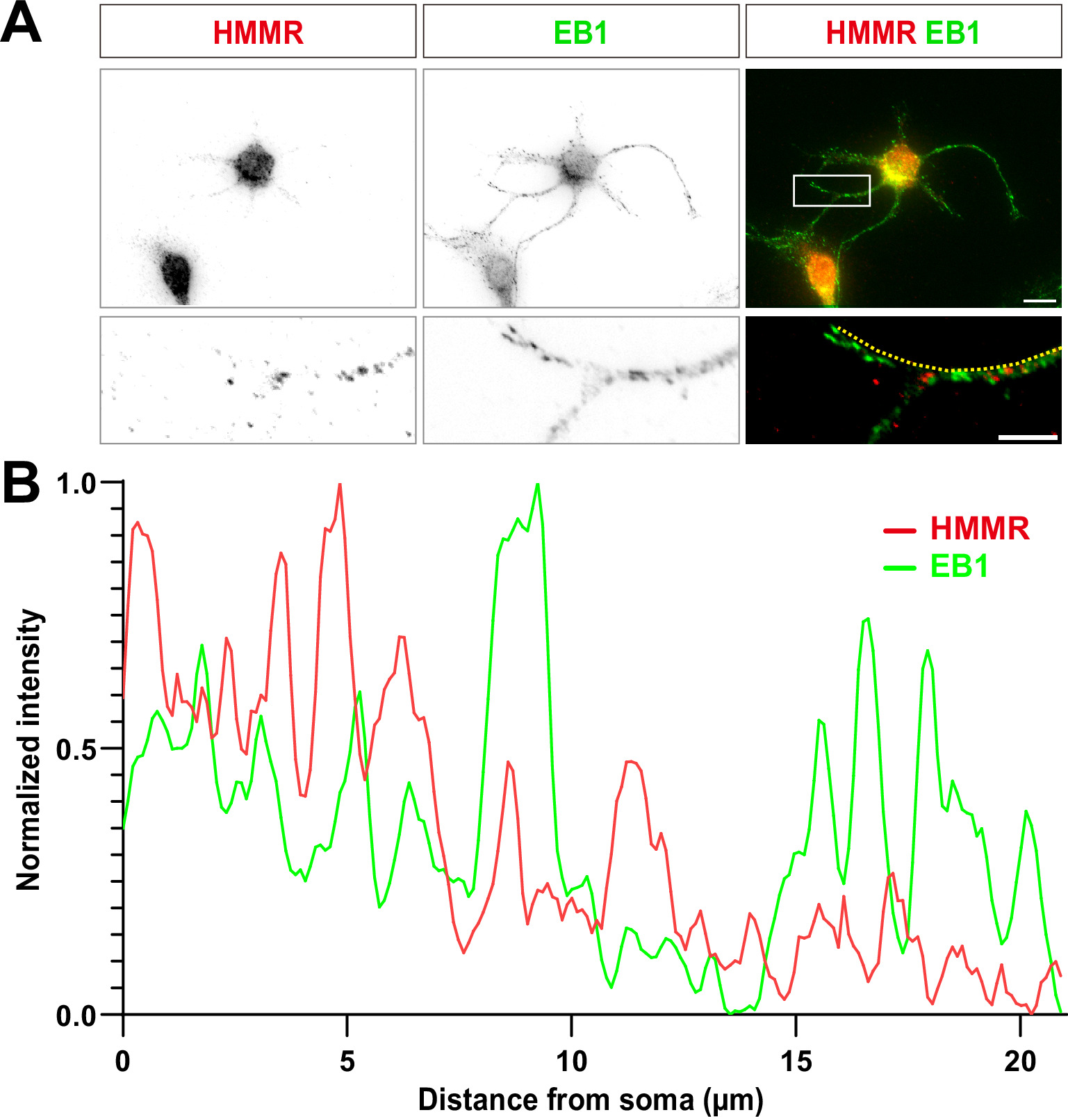 The non-mitotic role of HMMR in regulating the localization of TPX2 and ...