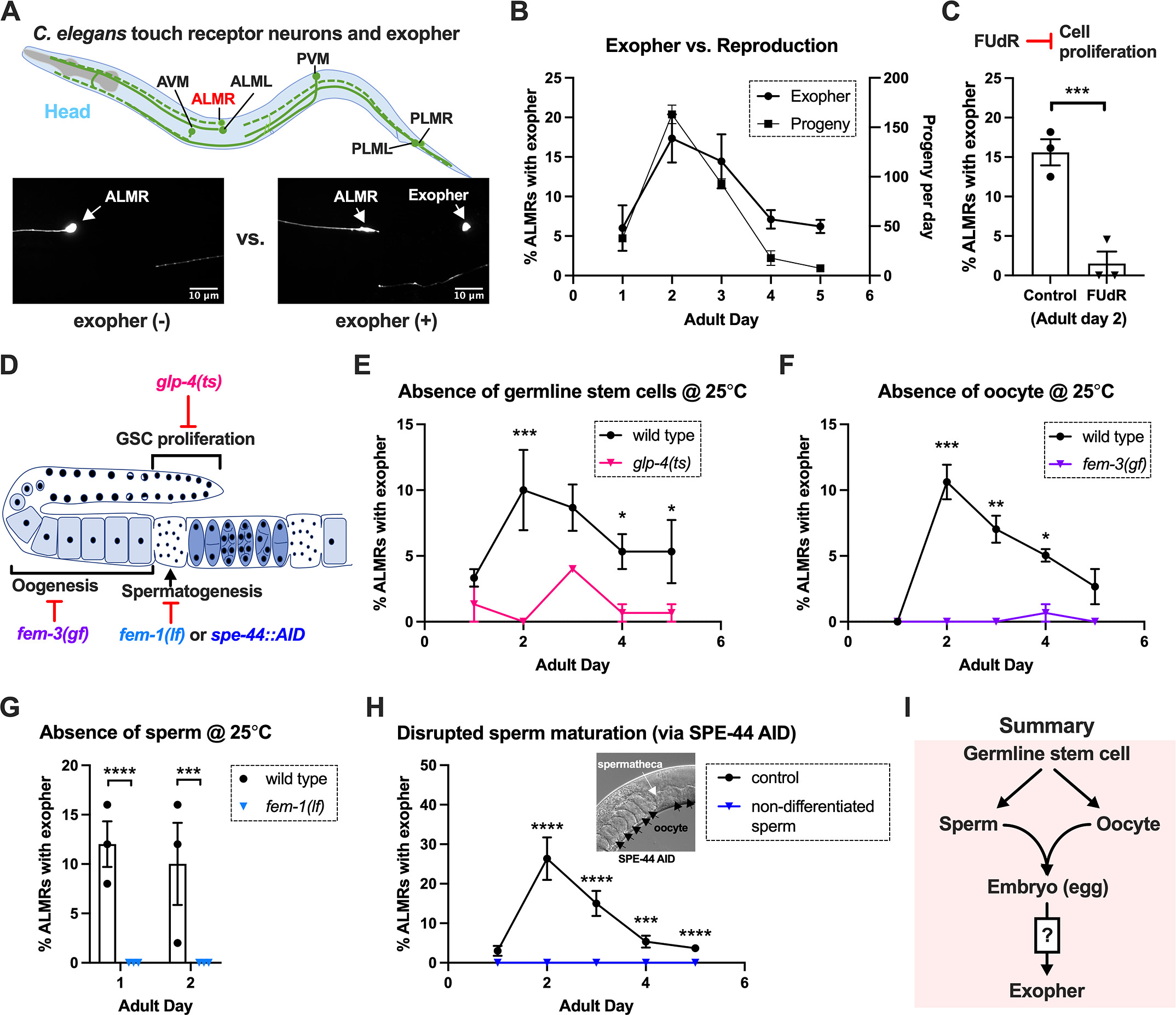 Mechanical force of uterine occupation enables large vesicle extrusion ...
