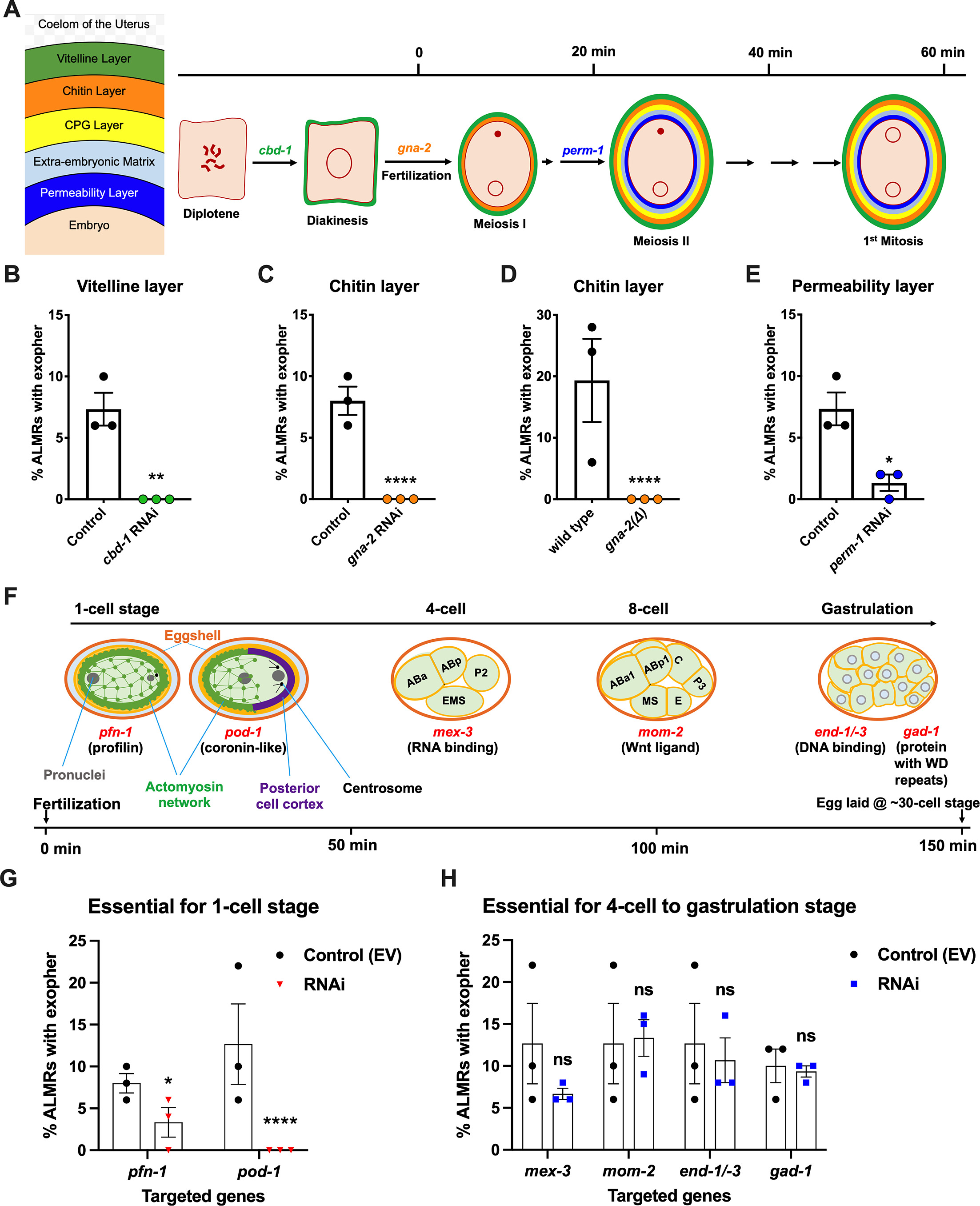 Mechanical force of uterine occupation enables large vesicle extrusion ...