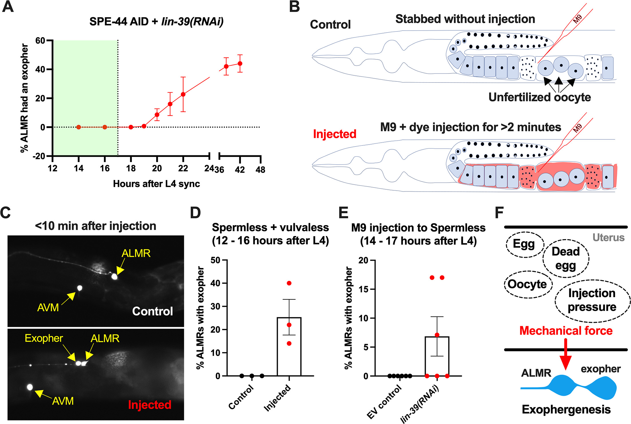 Mechanical force of uterine occupation enables large vesicle extrusion ...