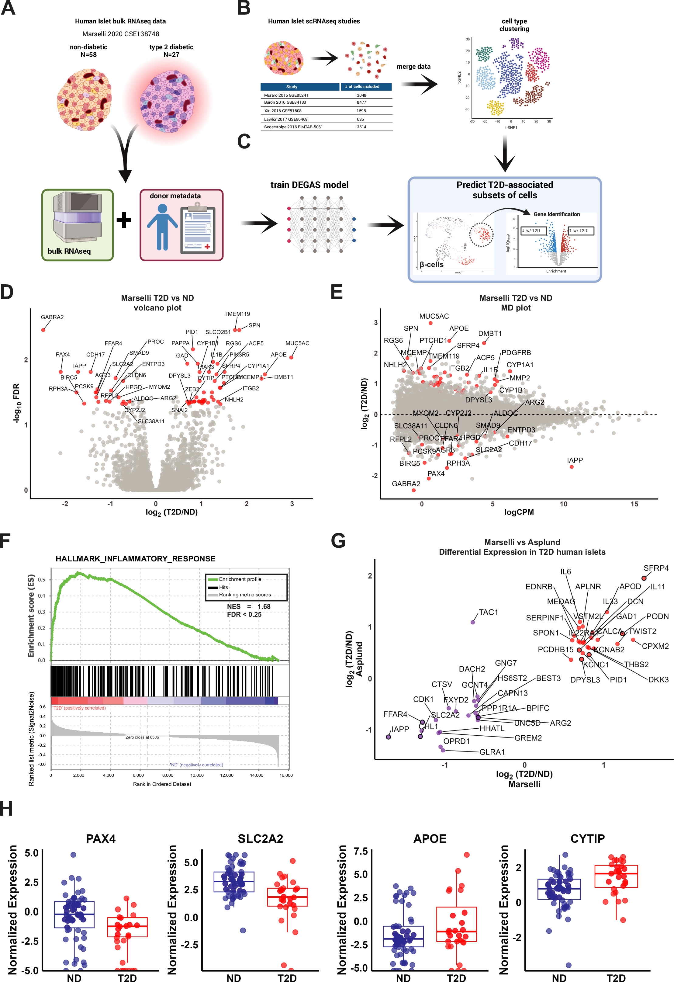 Identification of type 2 diabetes- and obesity-associated human β-cells ...