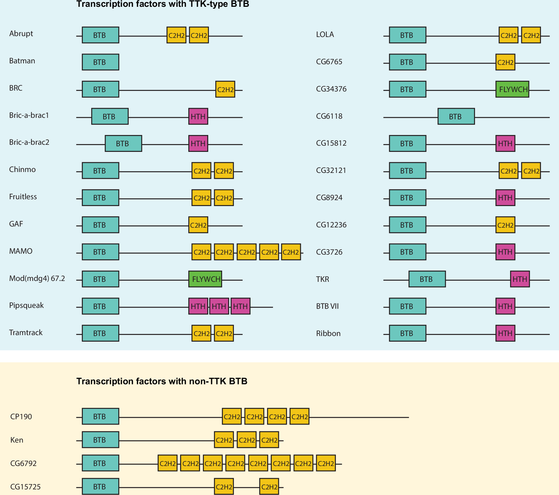 The Arthropoda-specific Tramtrack group BTB protein domains use ...