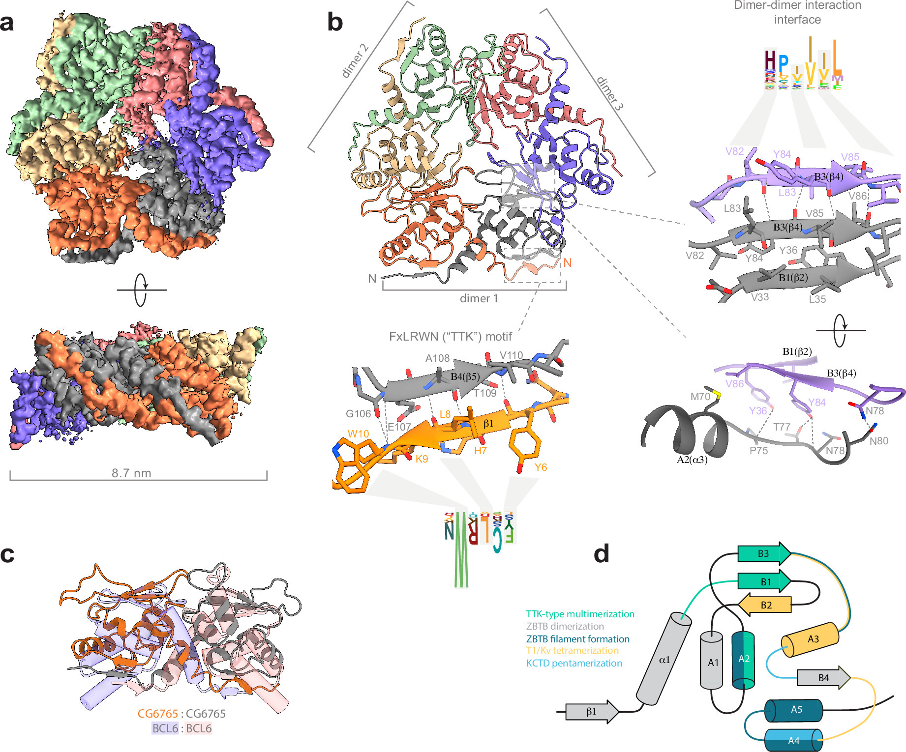 The Arthropoda-specific Tramtrack group BTB protein domains use ...