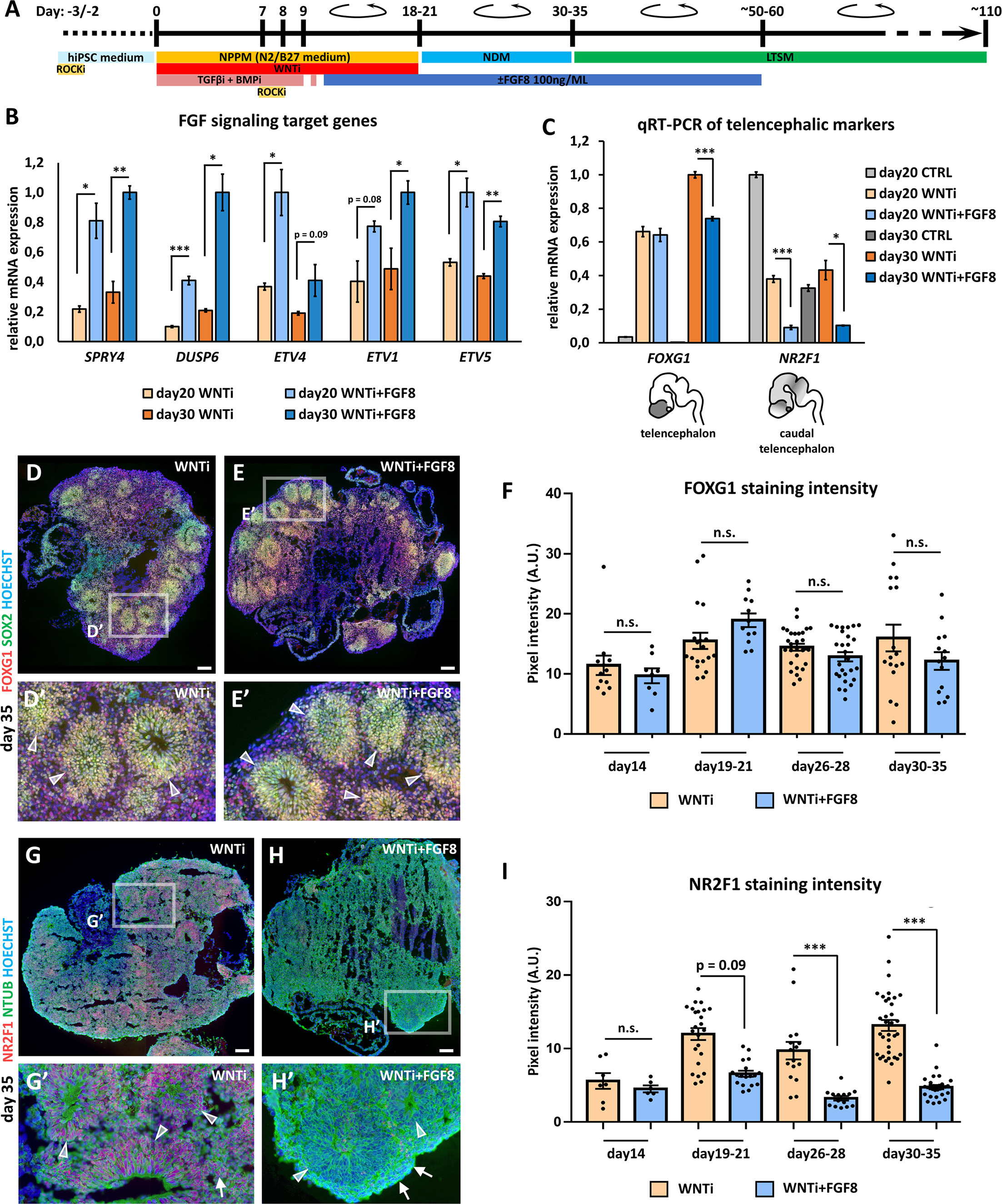 FGF8-mediated gene regulation affects regional identity in human ...