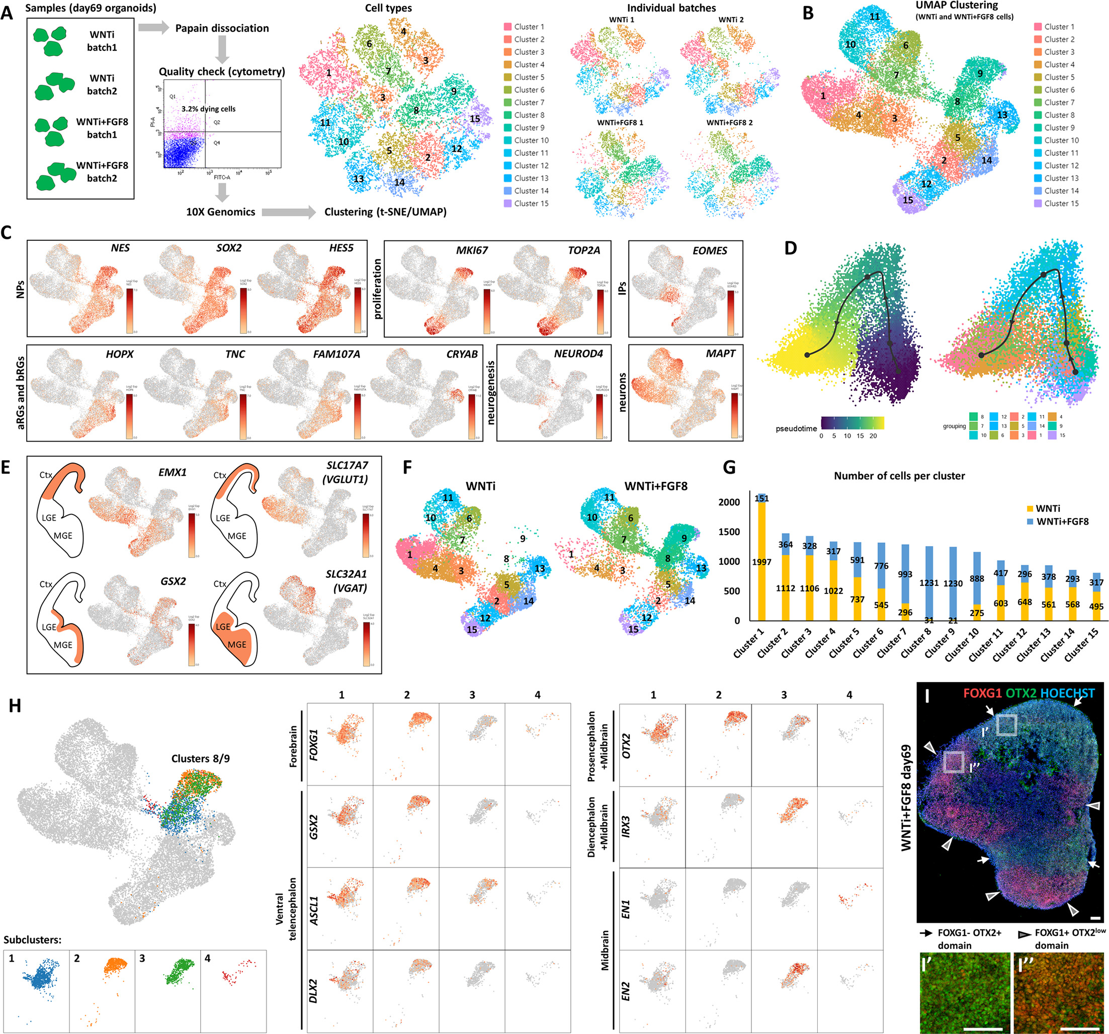 FGF8-mediated gene regulation affects regional identity in human ...