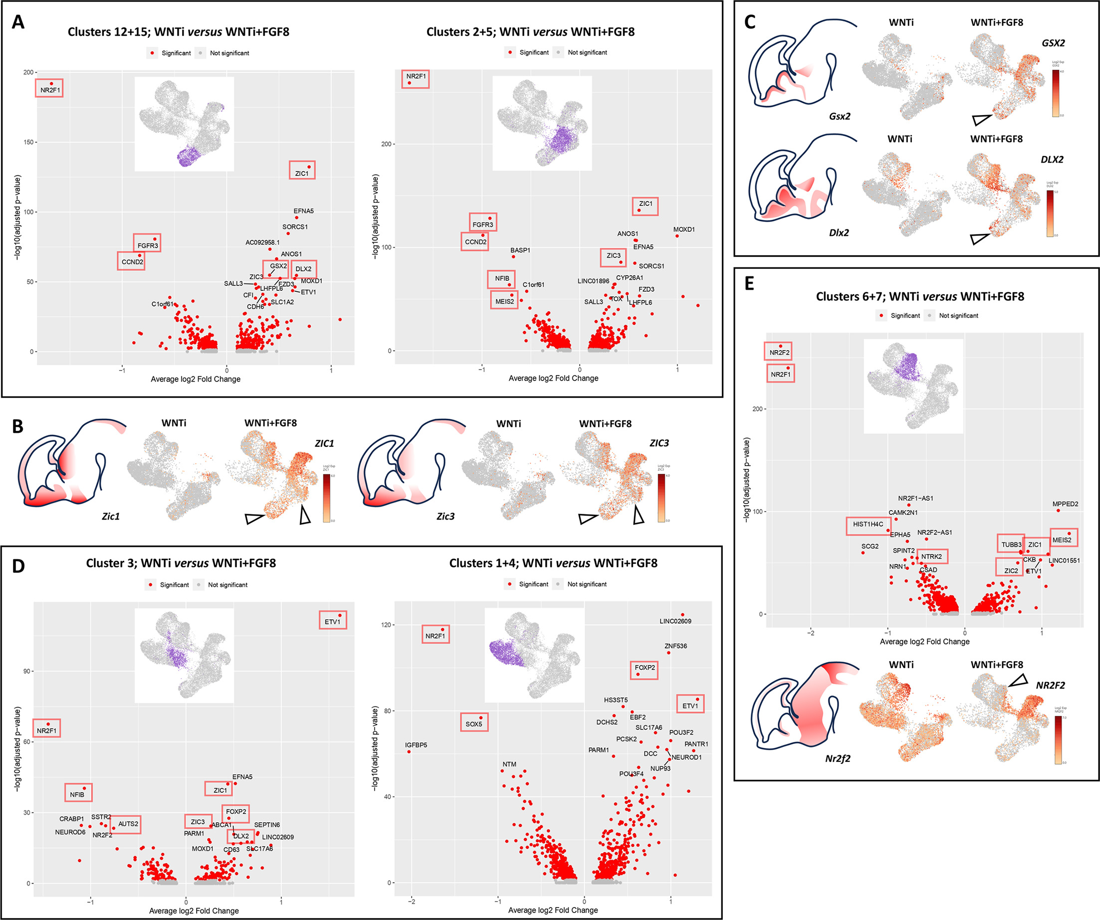 FGF8-mediated gene regulation affects regional identity in human ...