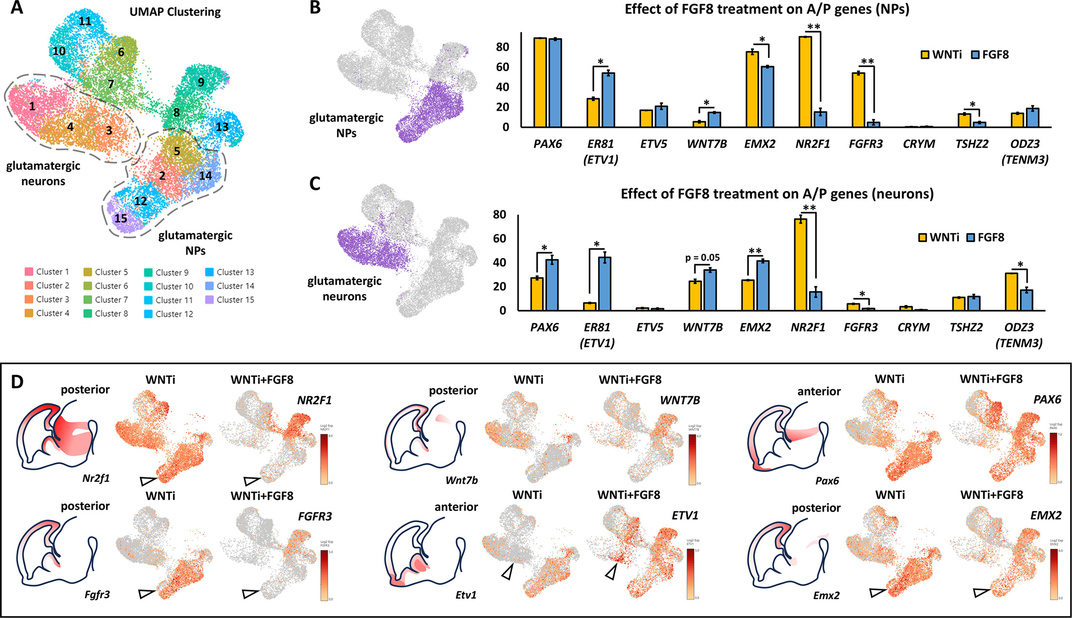 FGF8-mediated gene regulation affects regional identity in human ...
