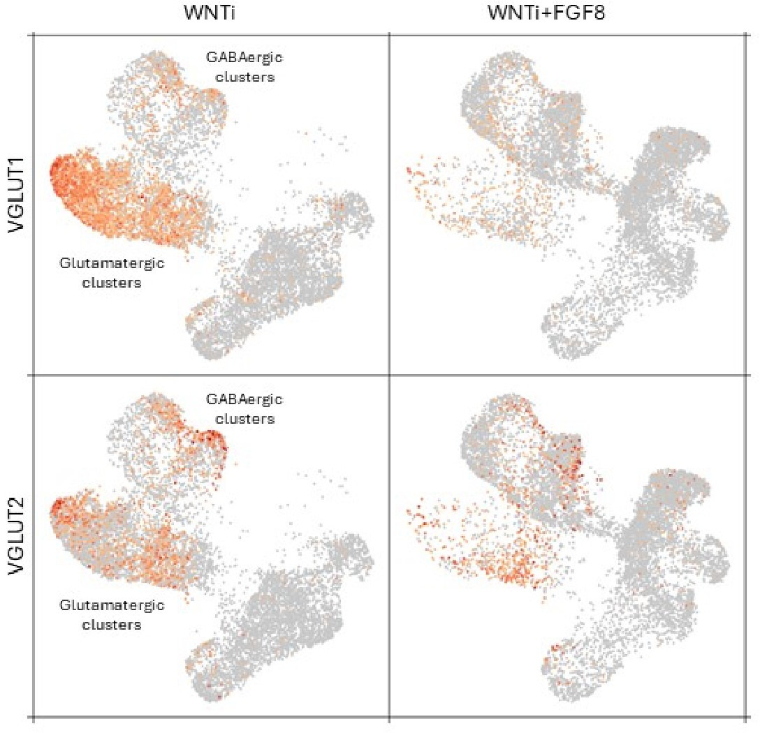 FGF8-mediated gene regulation affects regional identity in human ...