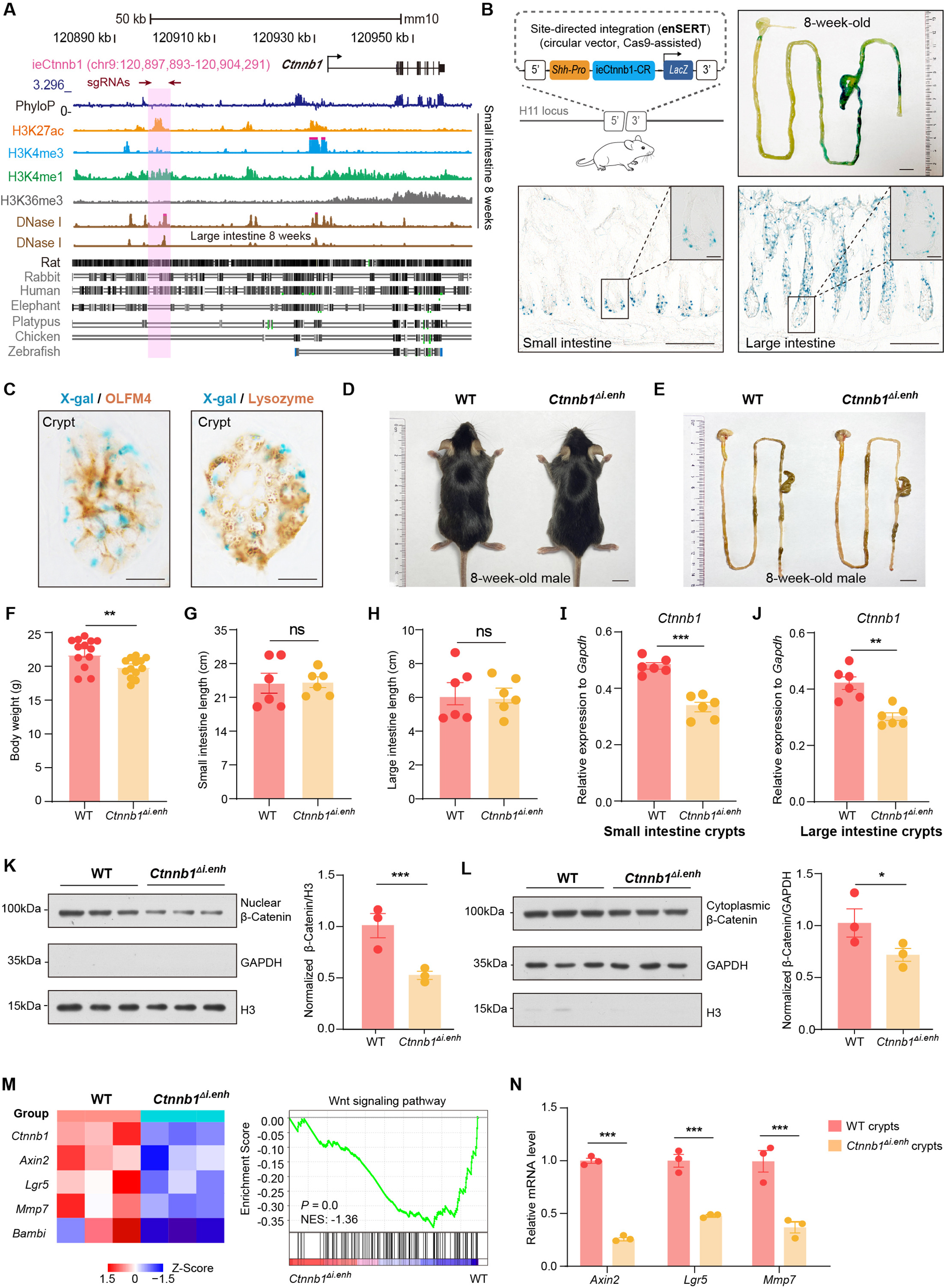 A Ctnnb1 enhancer transcriptionally regulates Wnt signaling dosage to ...