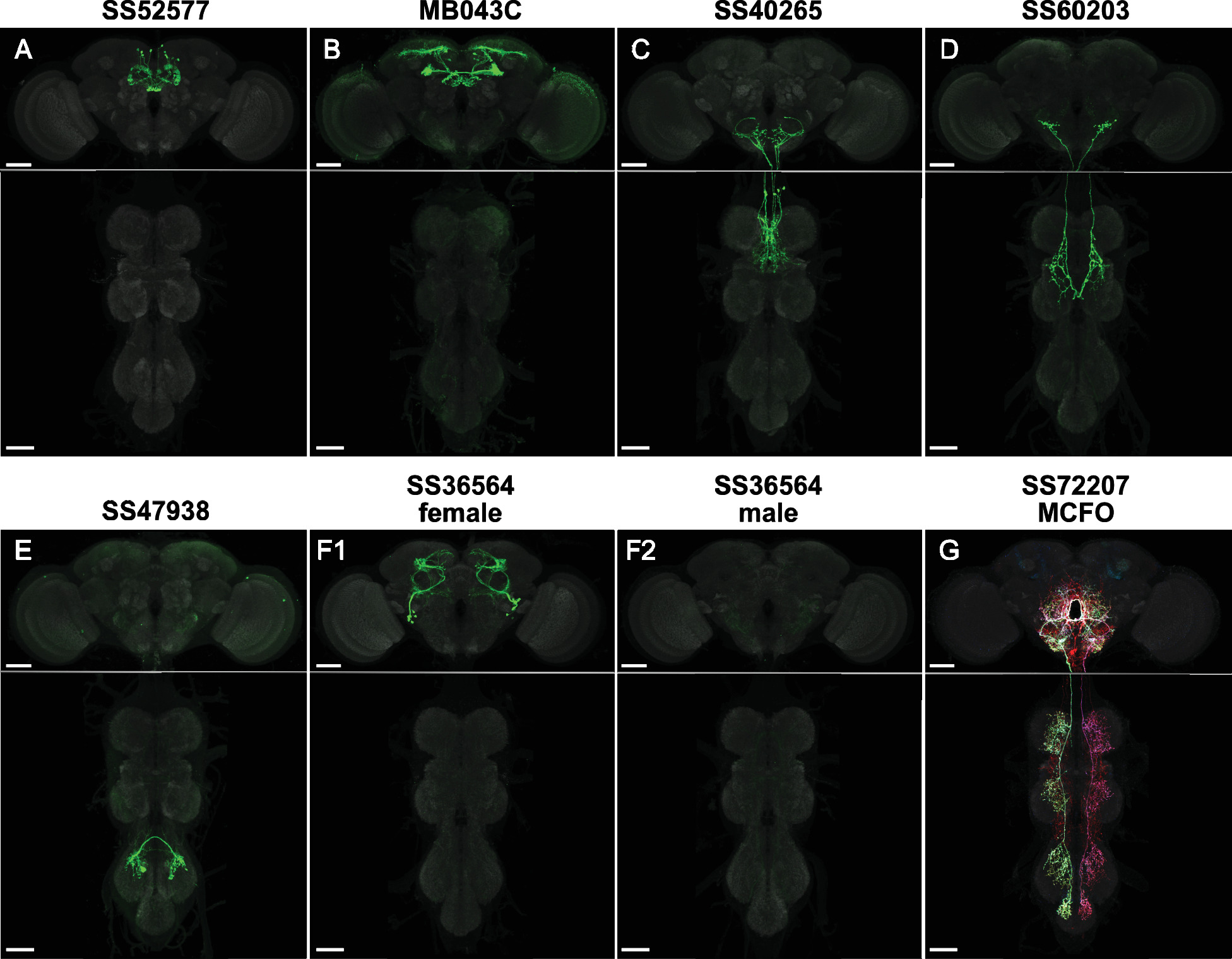 A split-GAL4 driver line resource for Drosophila neuron types | eLife Lens