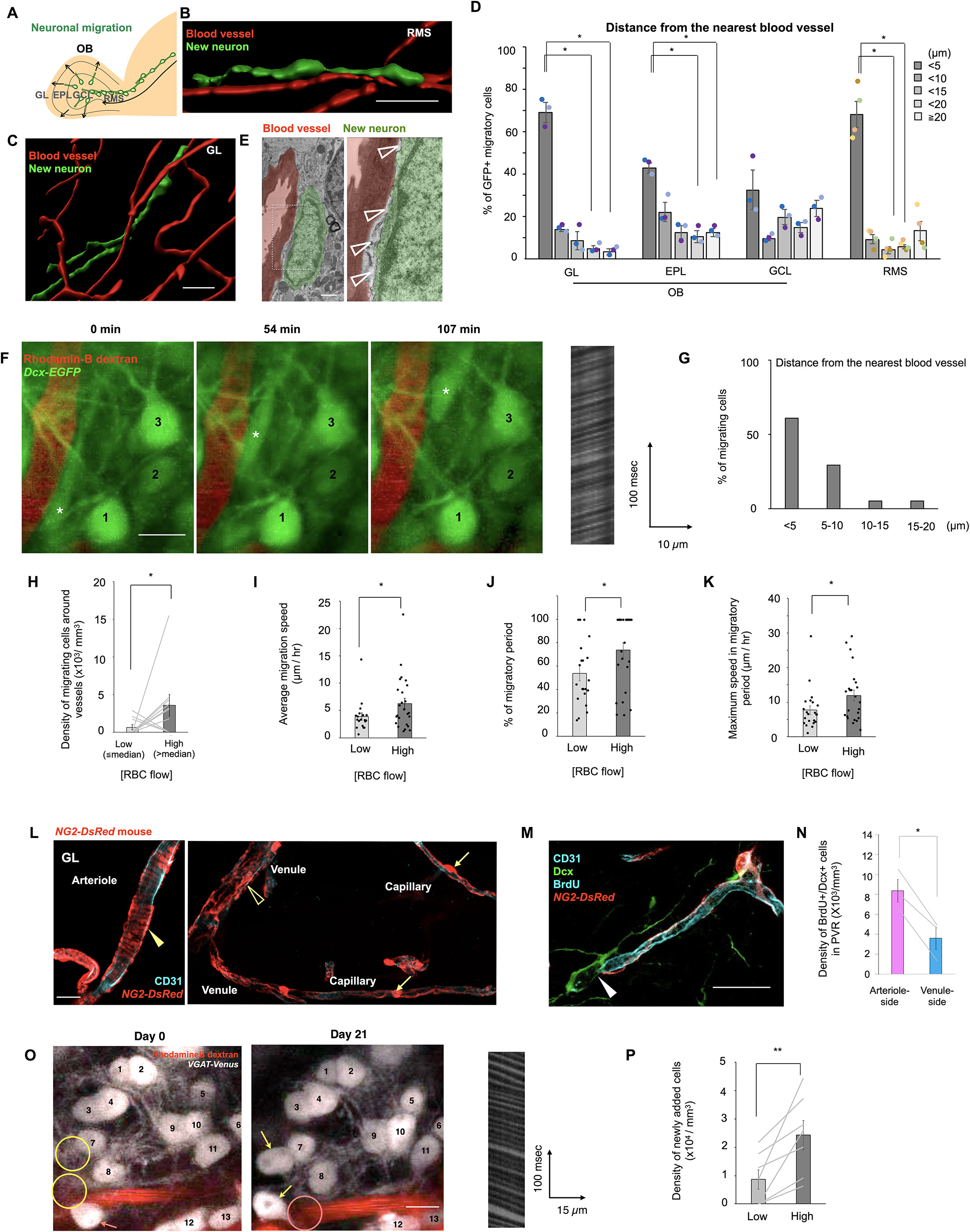 Neuronal migration depends on blood flow in the adult mammalian brain ...