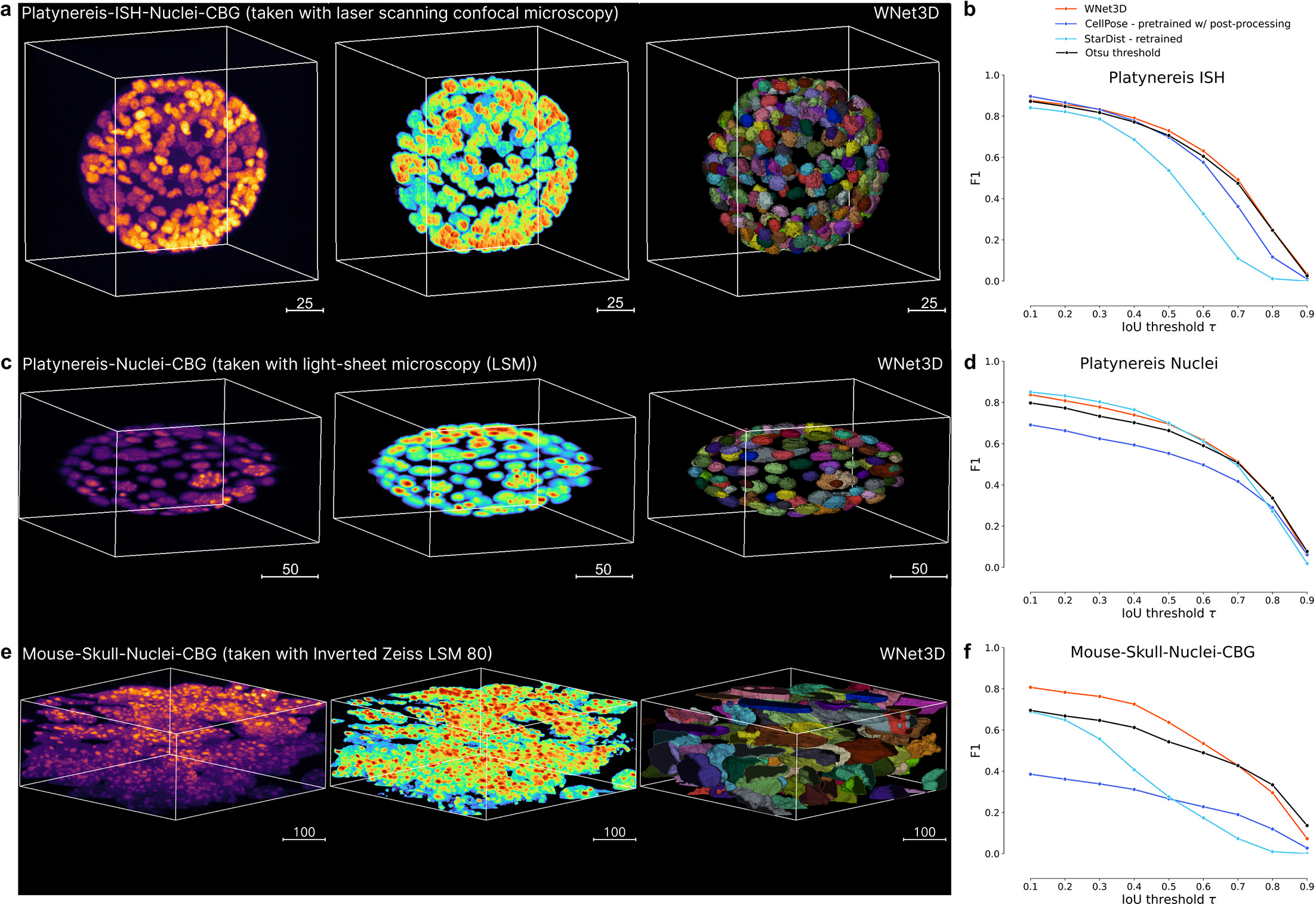 CellSeg3D, Self-supervised 3D cell segmentation for fluorescence ...
