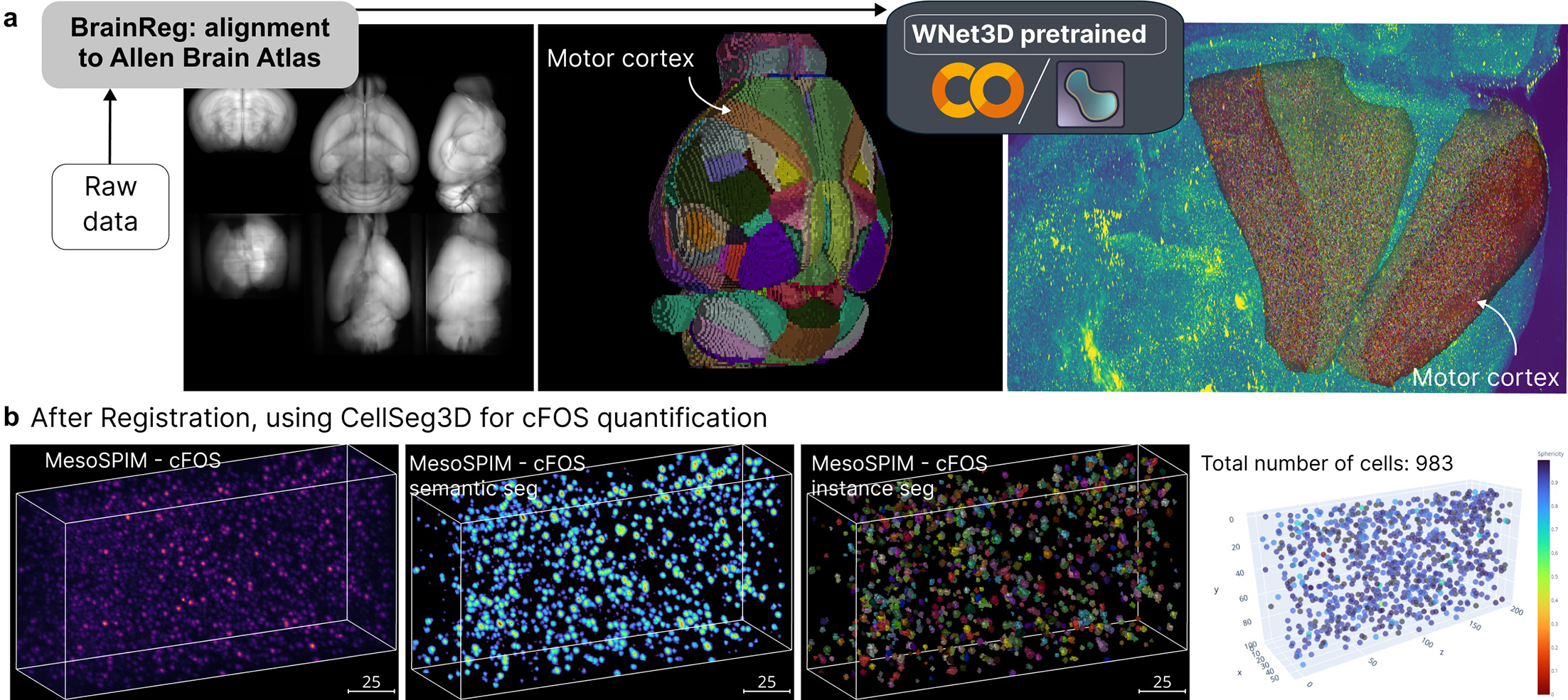 CellSeg3D, Self-supervised 3D cell segmentation for fluorescence ...