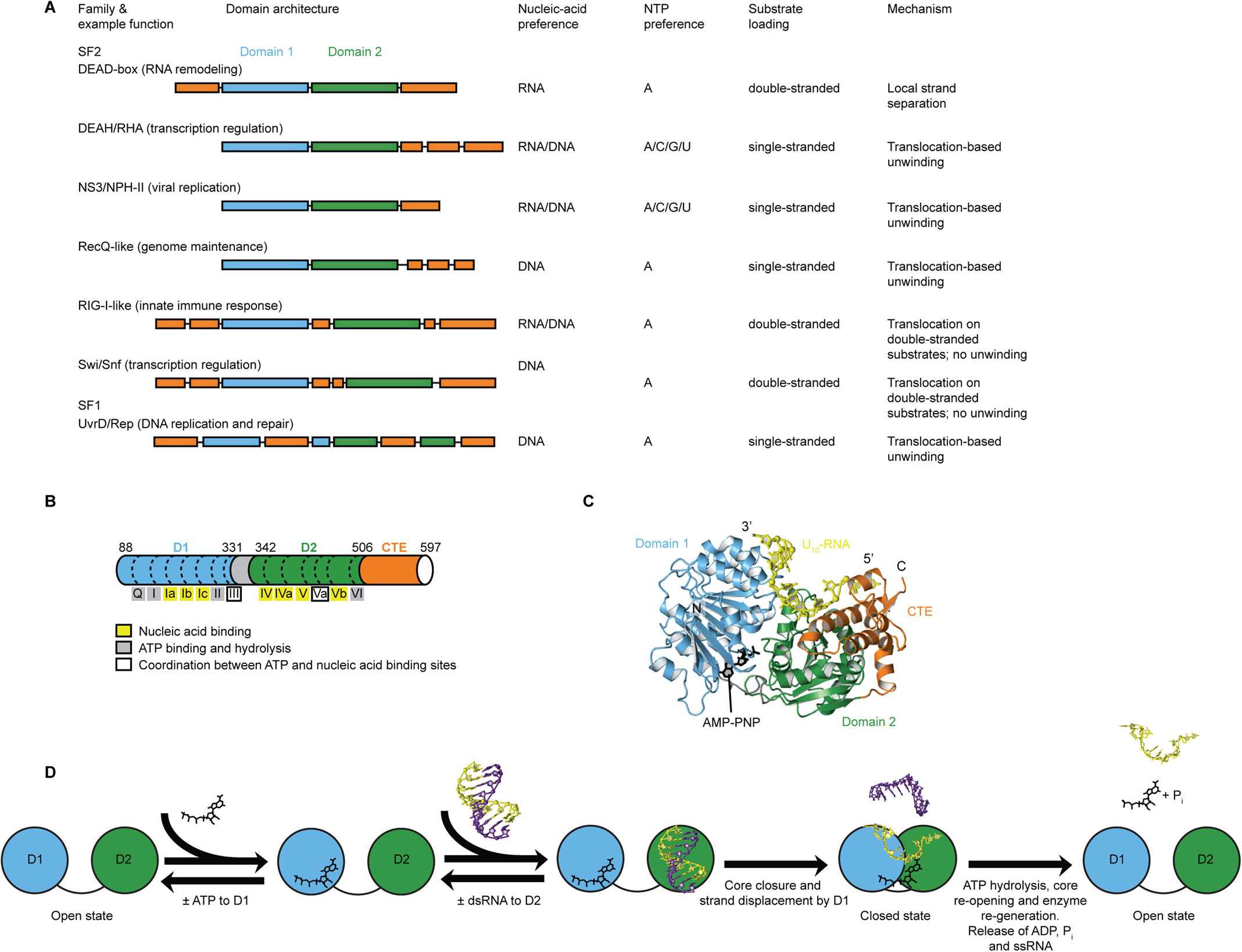 DEAD-box RNA Helicases
